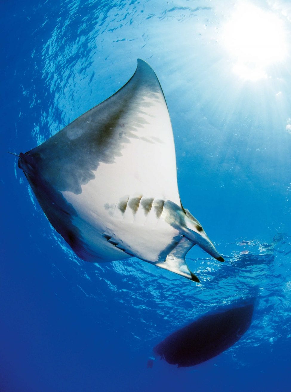 Turning the tide for manta and devil rays | Save Our Seas Magazine