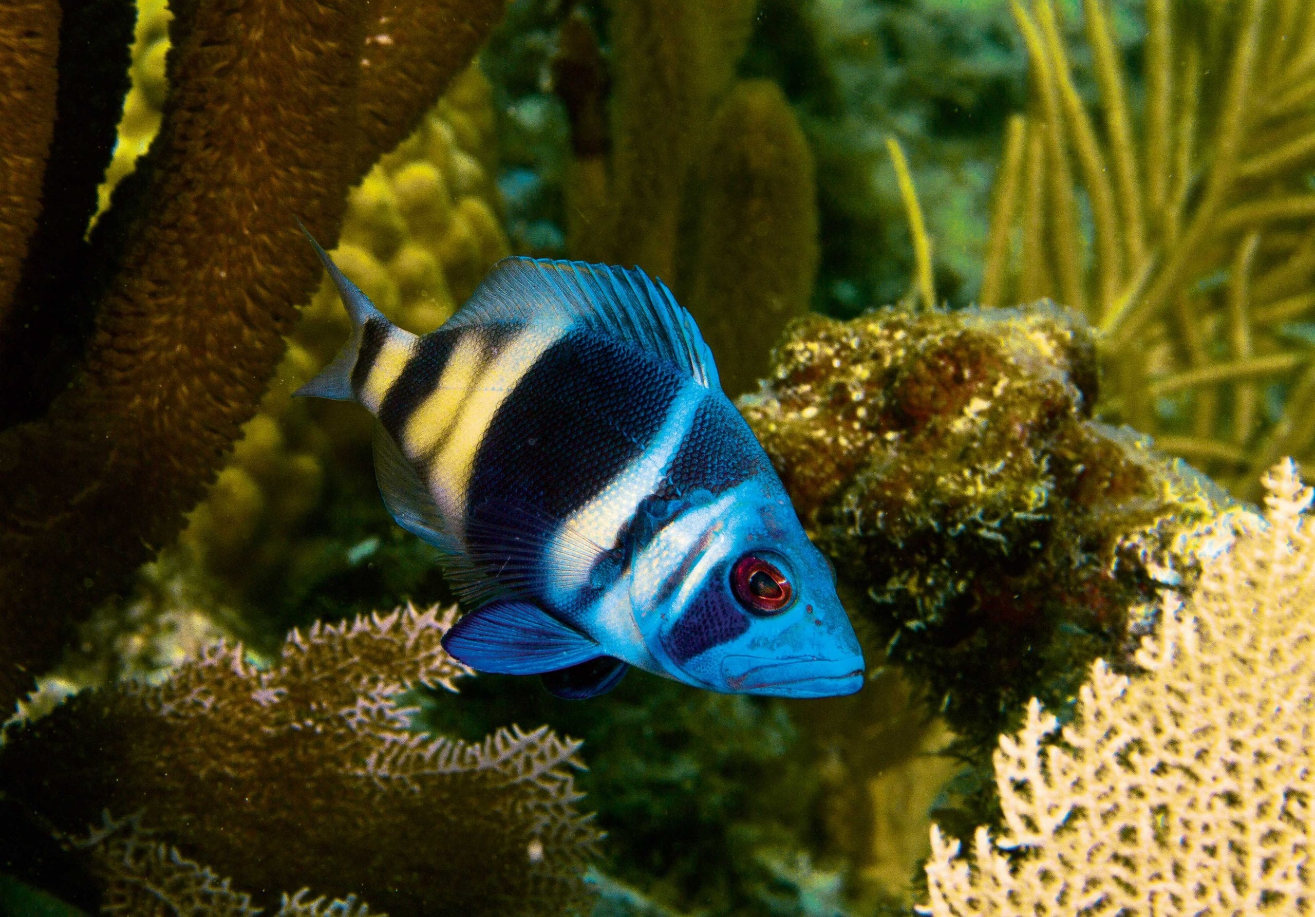Can sound science help the reefs? | Save Our Seas Magazine