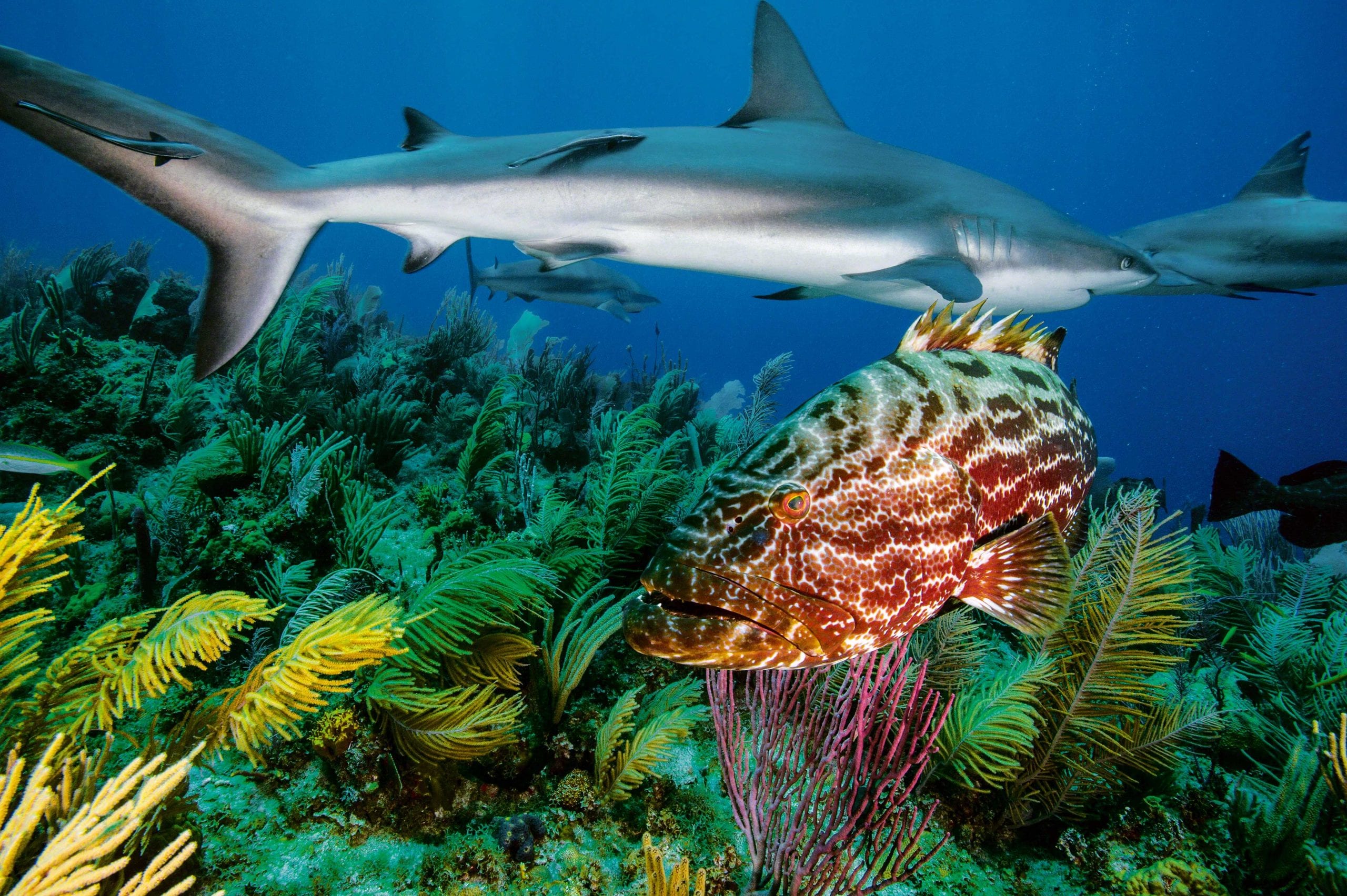 How to heal the sea | Save Our Seas Magazine