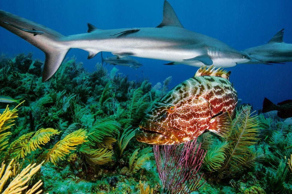 How to heal the sea | Save Our Seas Magazine