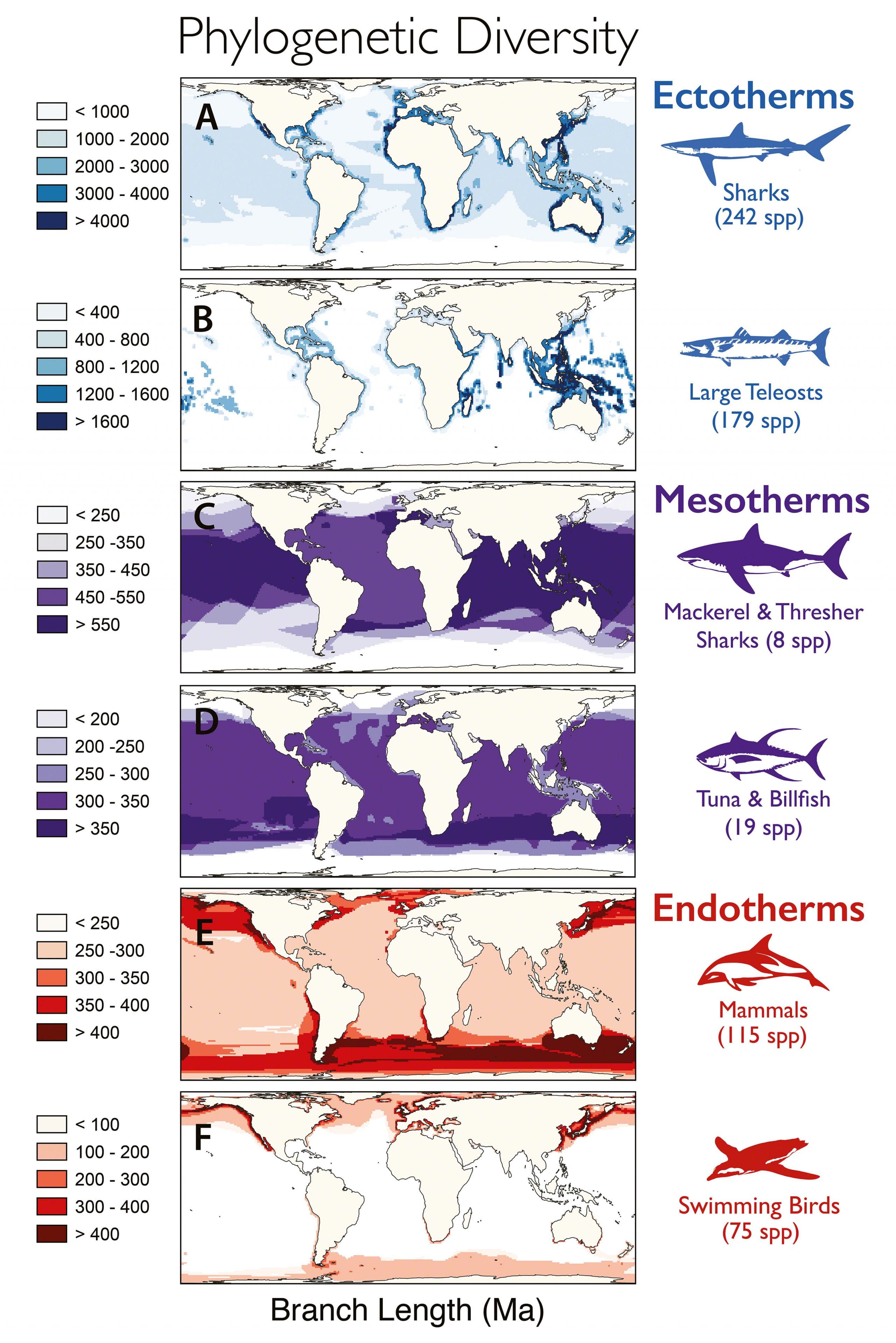 The puzzling patterns of predators | Save Our Seas Magazine