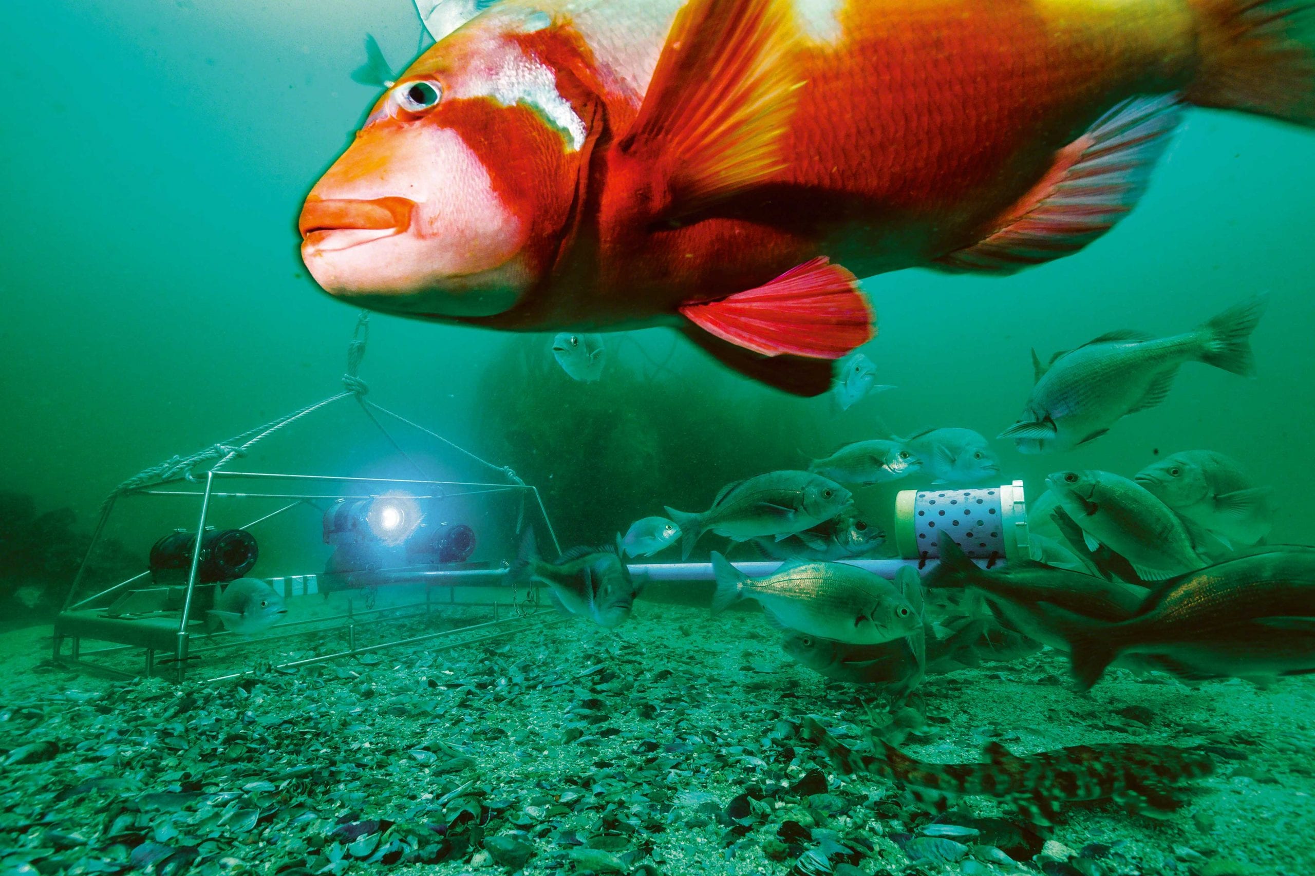 New protection for South African waters | Save Our Seas Magazine