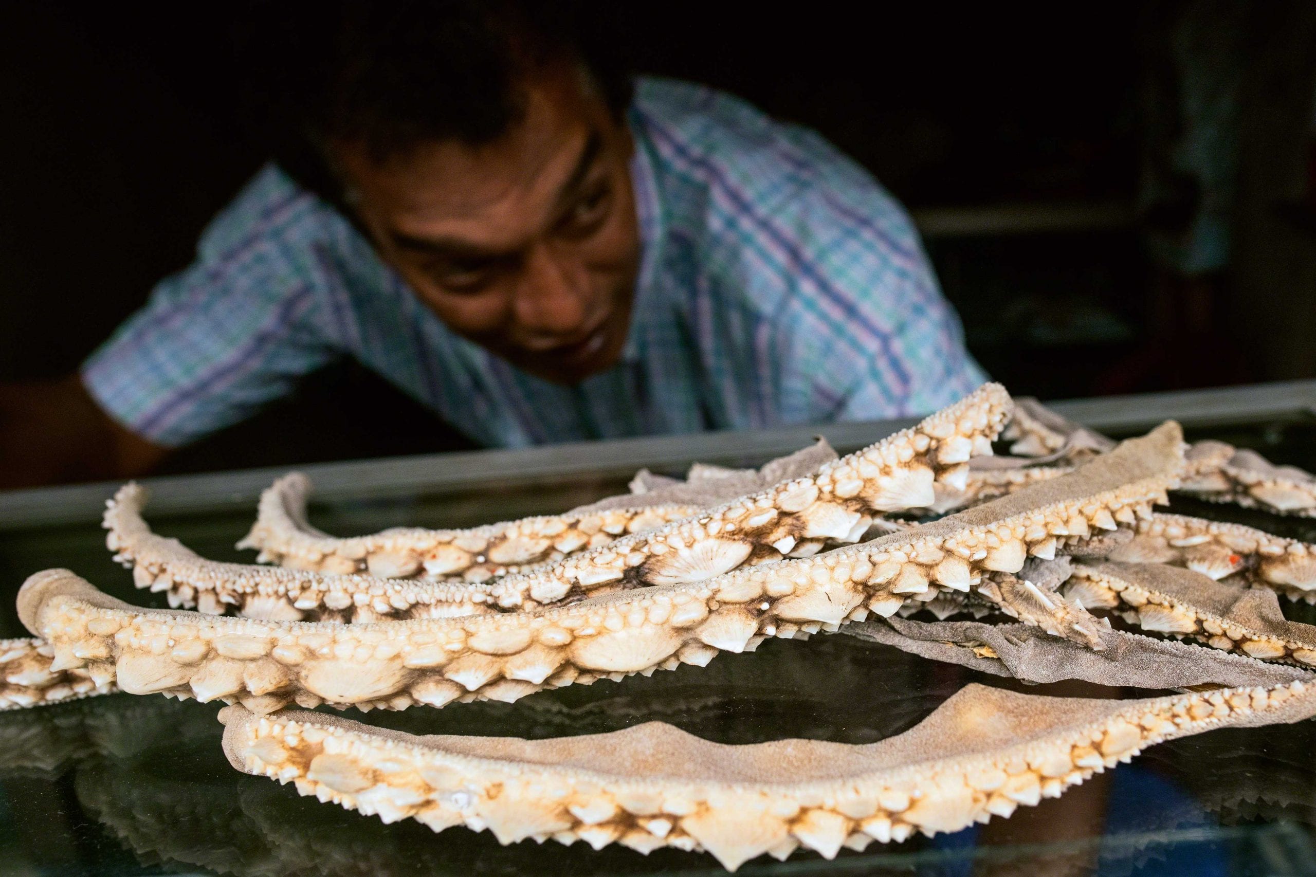 The Ray the World Forgot: Wedgefish under Threat | Save Our Seas Magazine