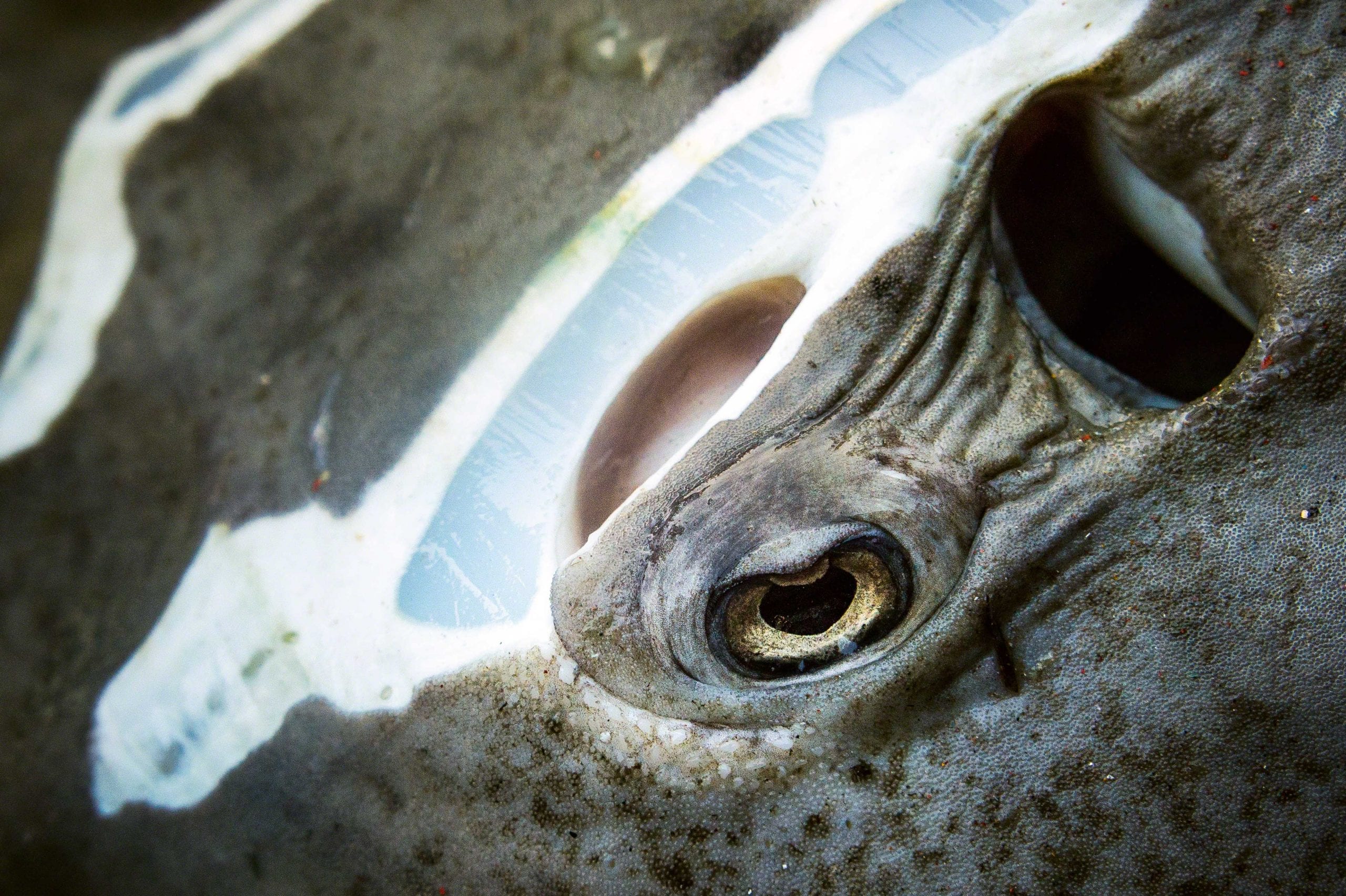 The Ray the World Forgot: Wedgefish under Threat | Save Our Seas Magazine