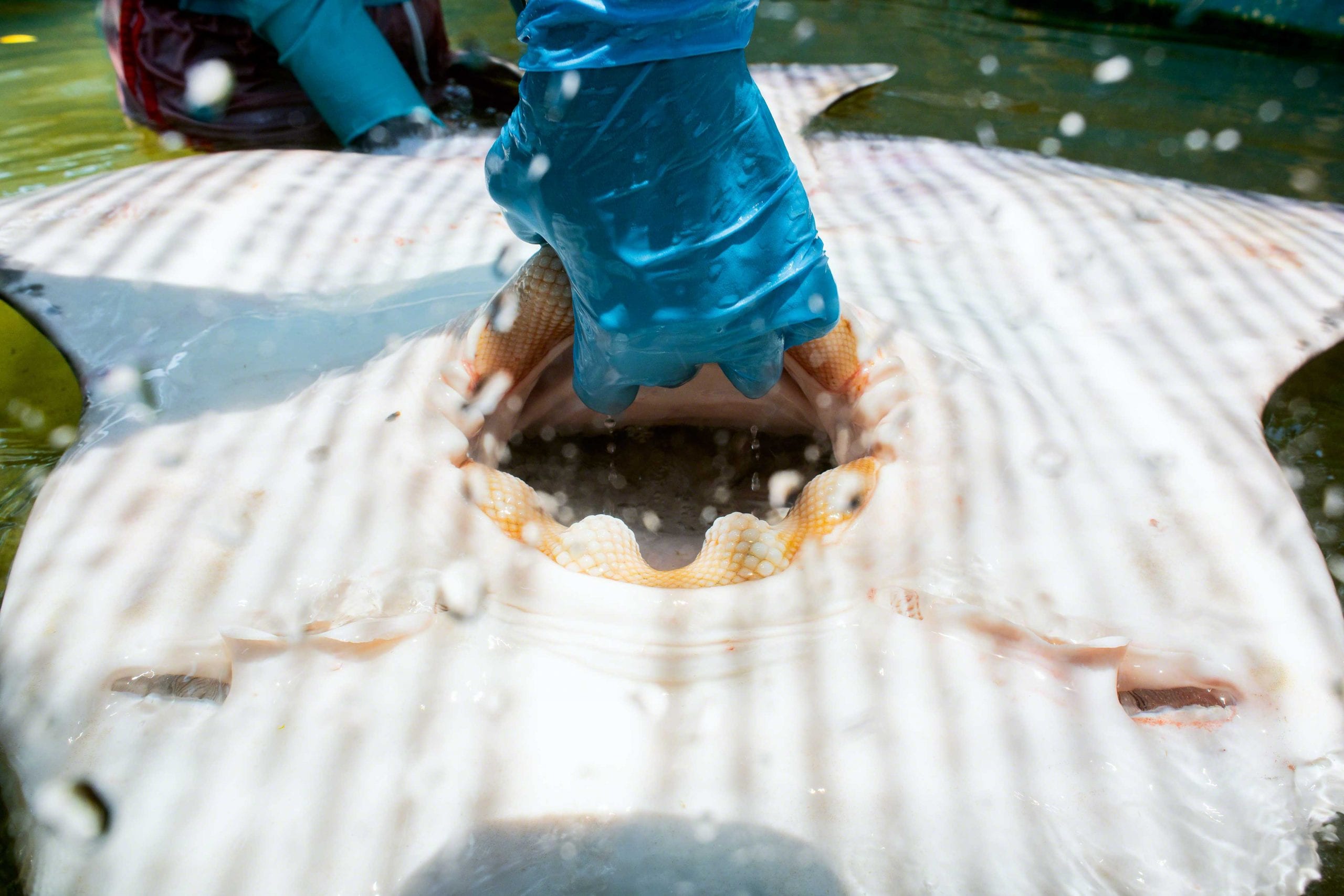 The Ray the World Forgot: Wedgefish under Threat | Save Our Seas Magazine