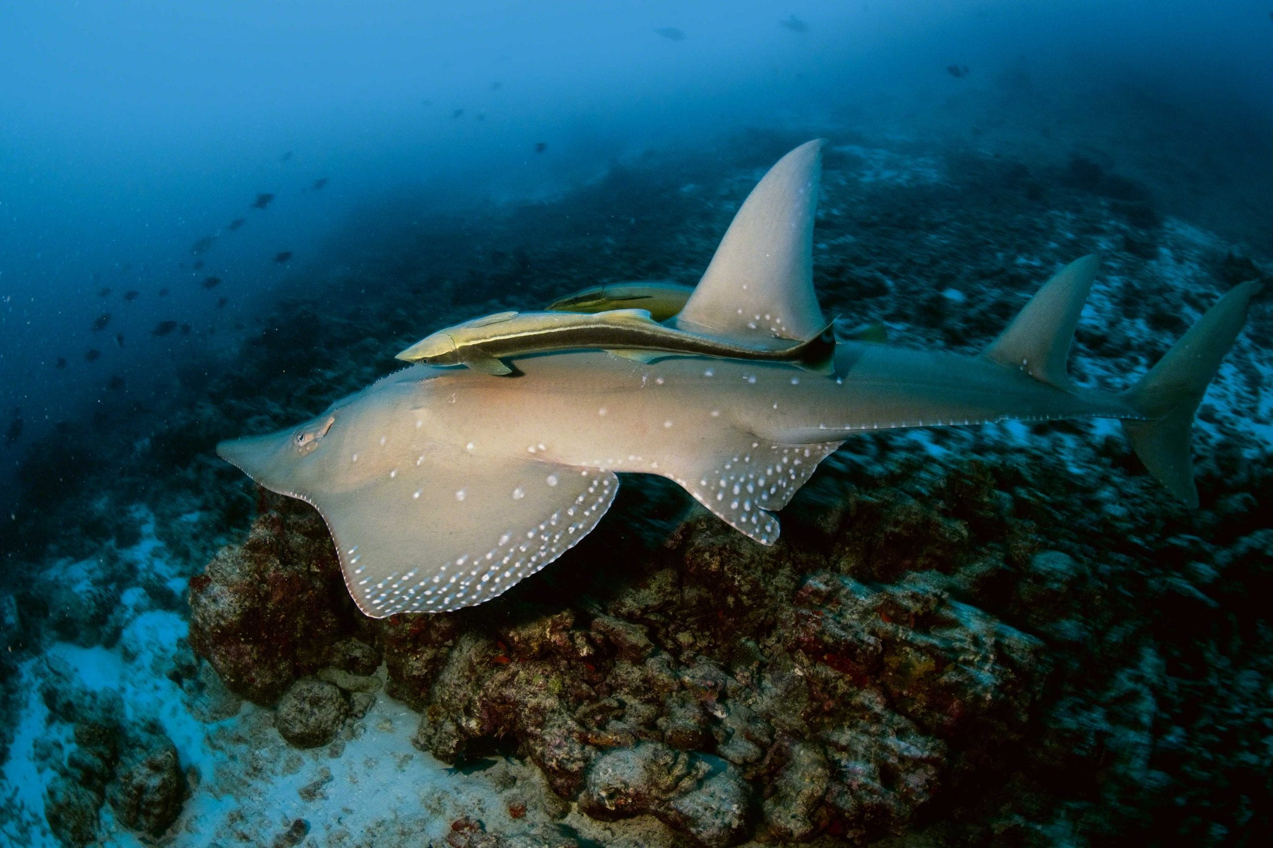 Save Our Seas Magazine