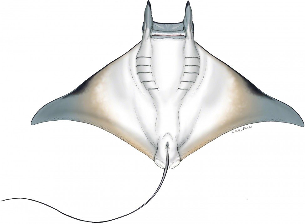 What it takes to protect rays | Save Our Seas Magazine