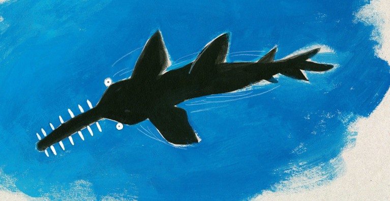 Seeking Madagascar’s sawfishes | Save Our Seas Magazine