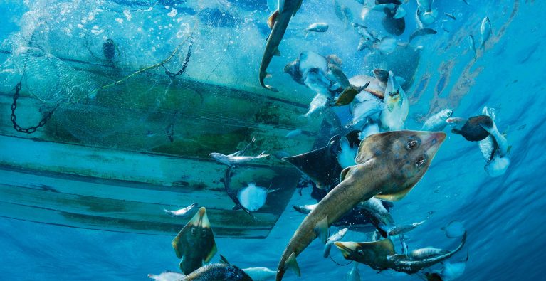 Sarah Fowler | Save Our Seas Magazine