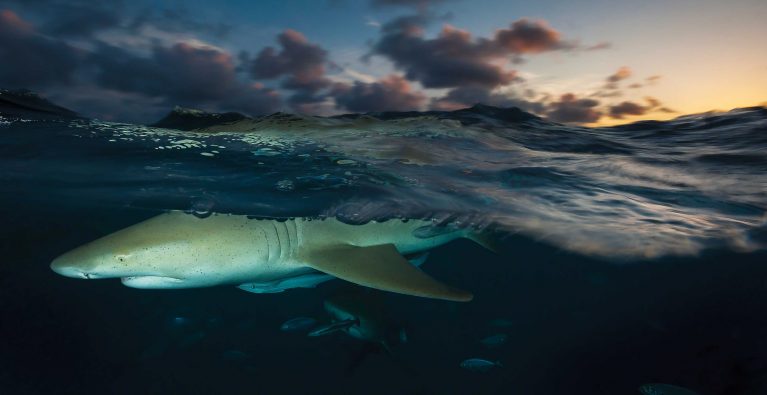 Shark Persona | Save Our Seas Magazine