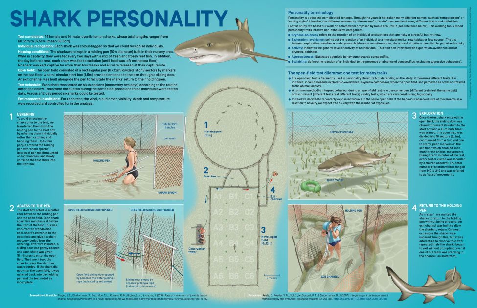 Exploring Personality in Sharks | Save Our Seas Magazine