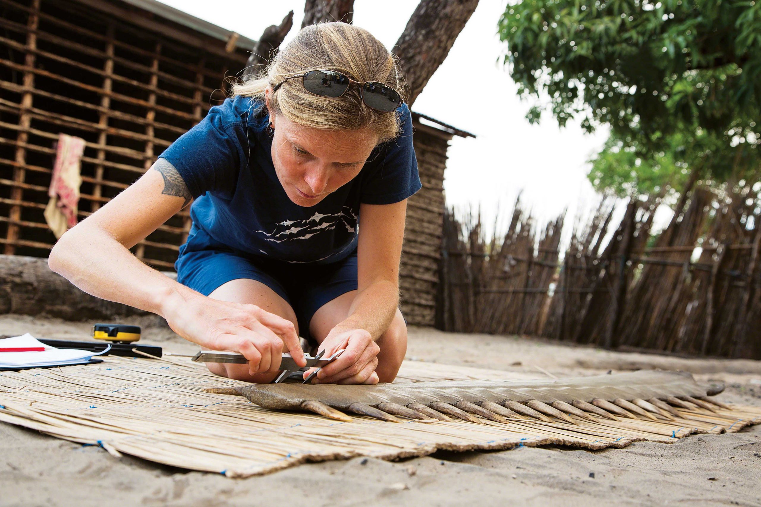Sawfish: The King of Fishes | Save Our Seas Magazine