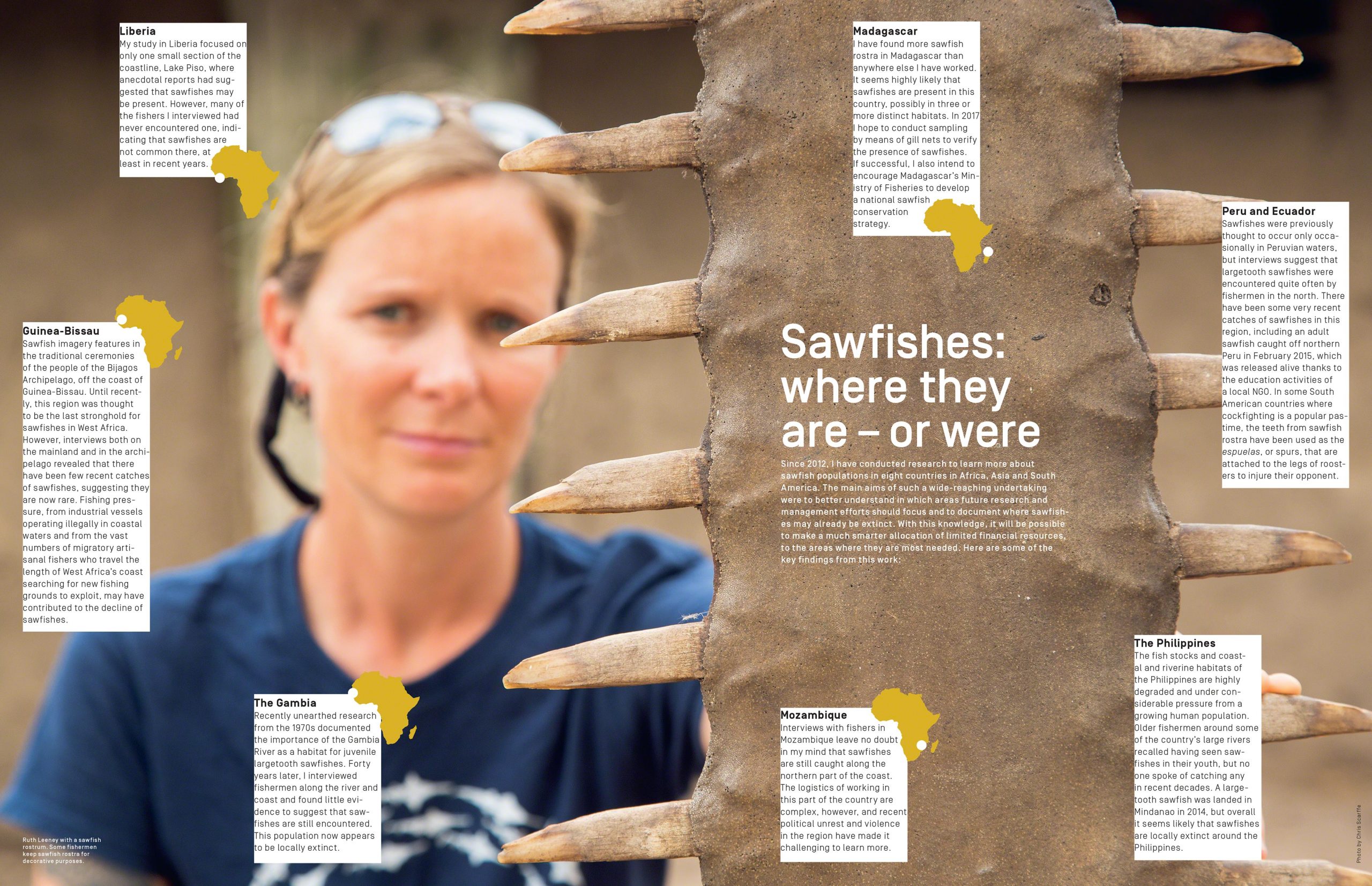 Sawfish: The King of Fishes | Save Our Seas Magazine