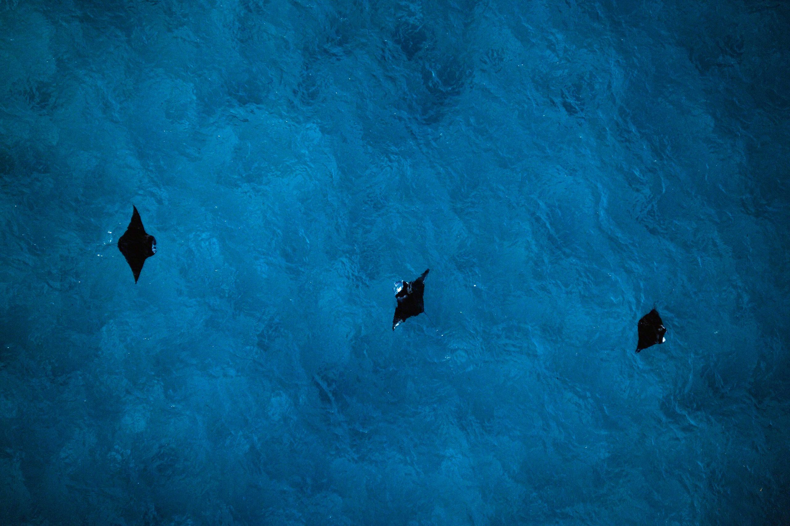 Finally a field guide to manta and devil rays | Save Our Seas Magazine