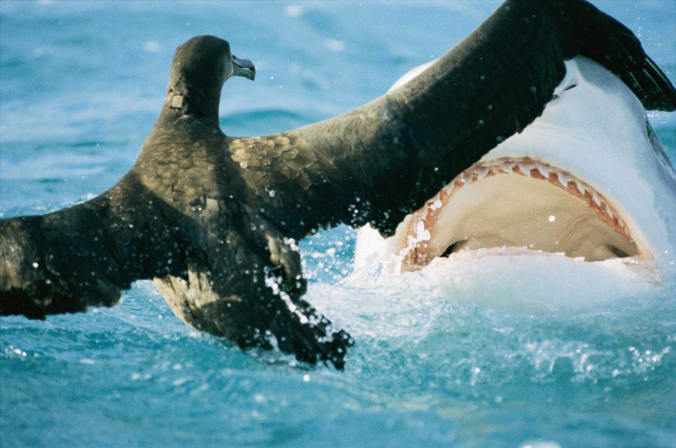 Unpredictable sharks | Save Our Seas Magazine