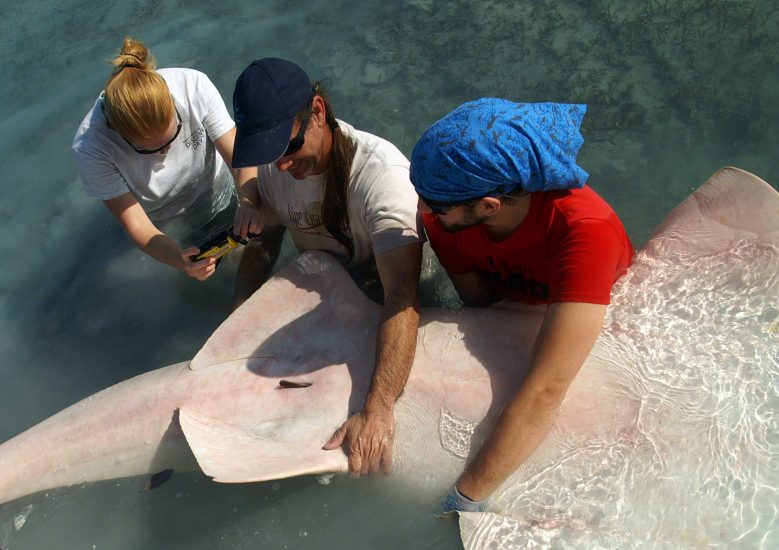 Sawfish Births: A breakthrough | Save Our Seas Magazine