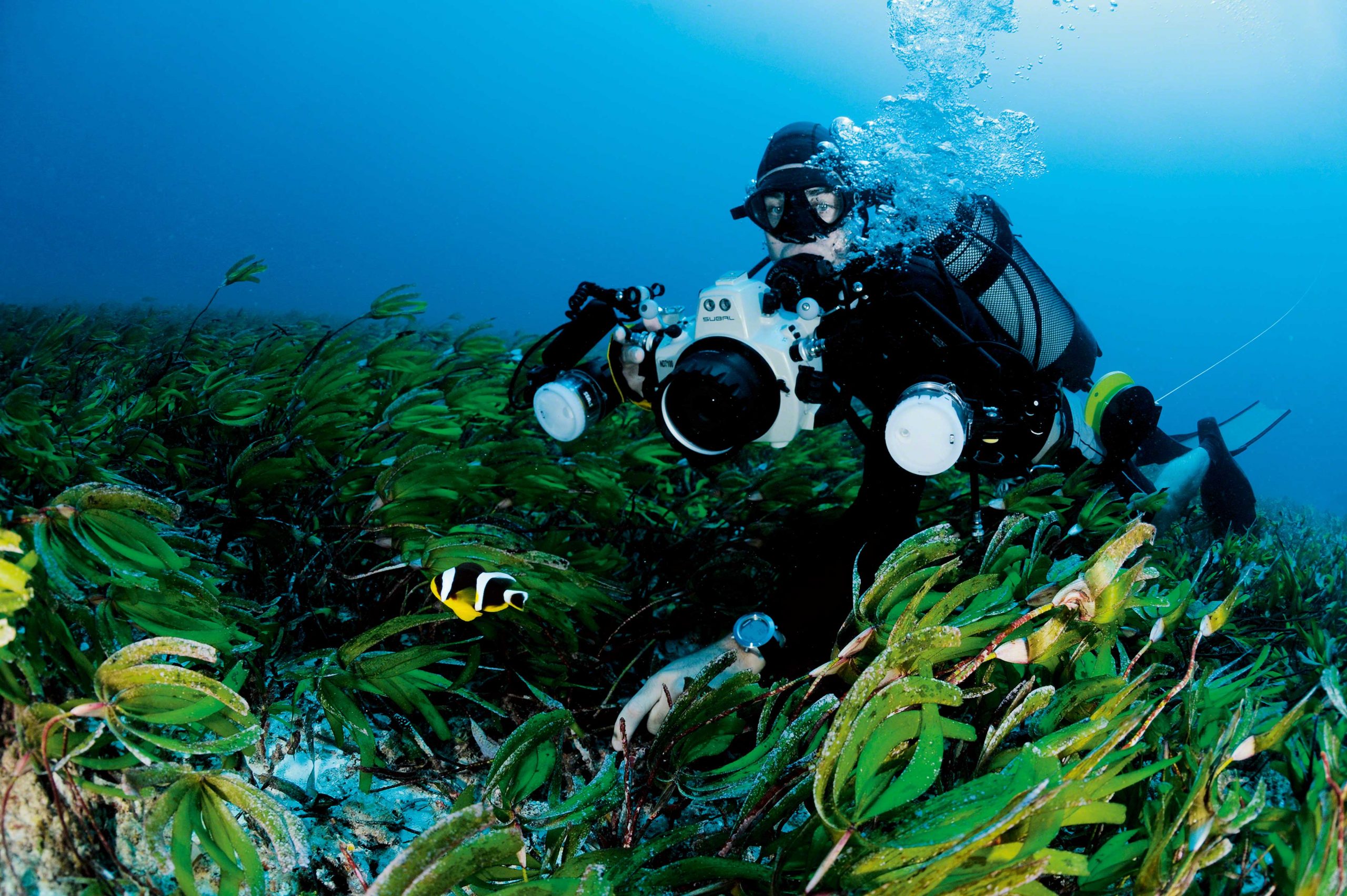 Finding a place among the fishes | Save Our Seas Magazine