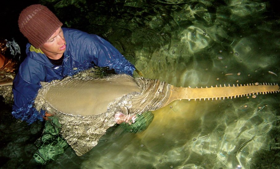Sawfish connection adds another piece to the research puzzle | Save Our ...