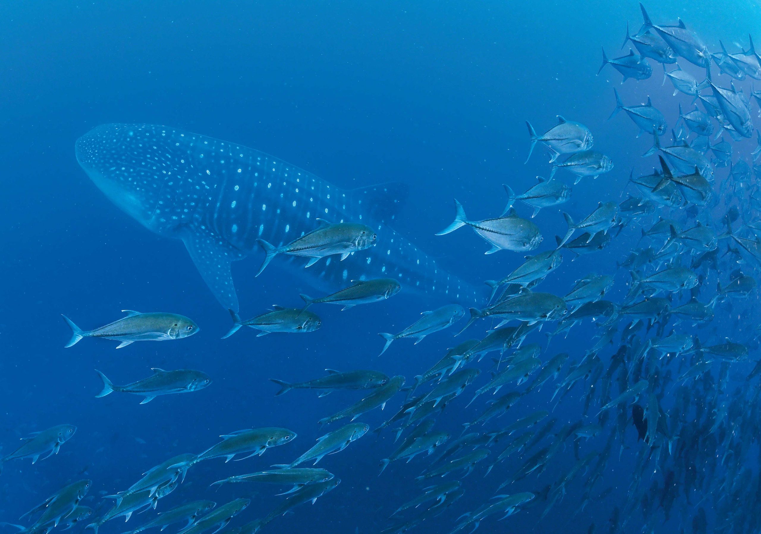 Copyright | Save Our Seas Magazine