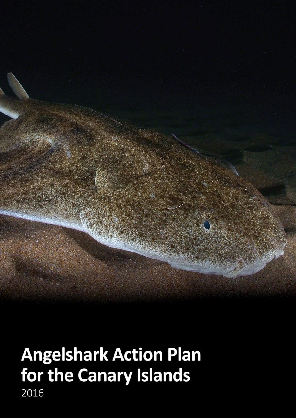 Secret Lives of Angelsharks | Save Our Seas Magazine