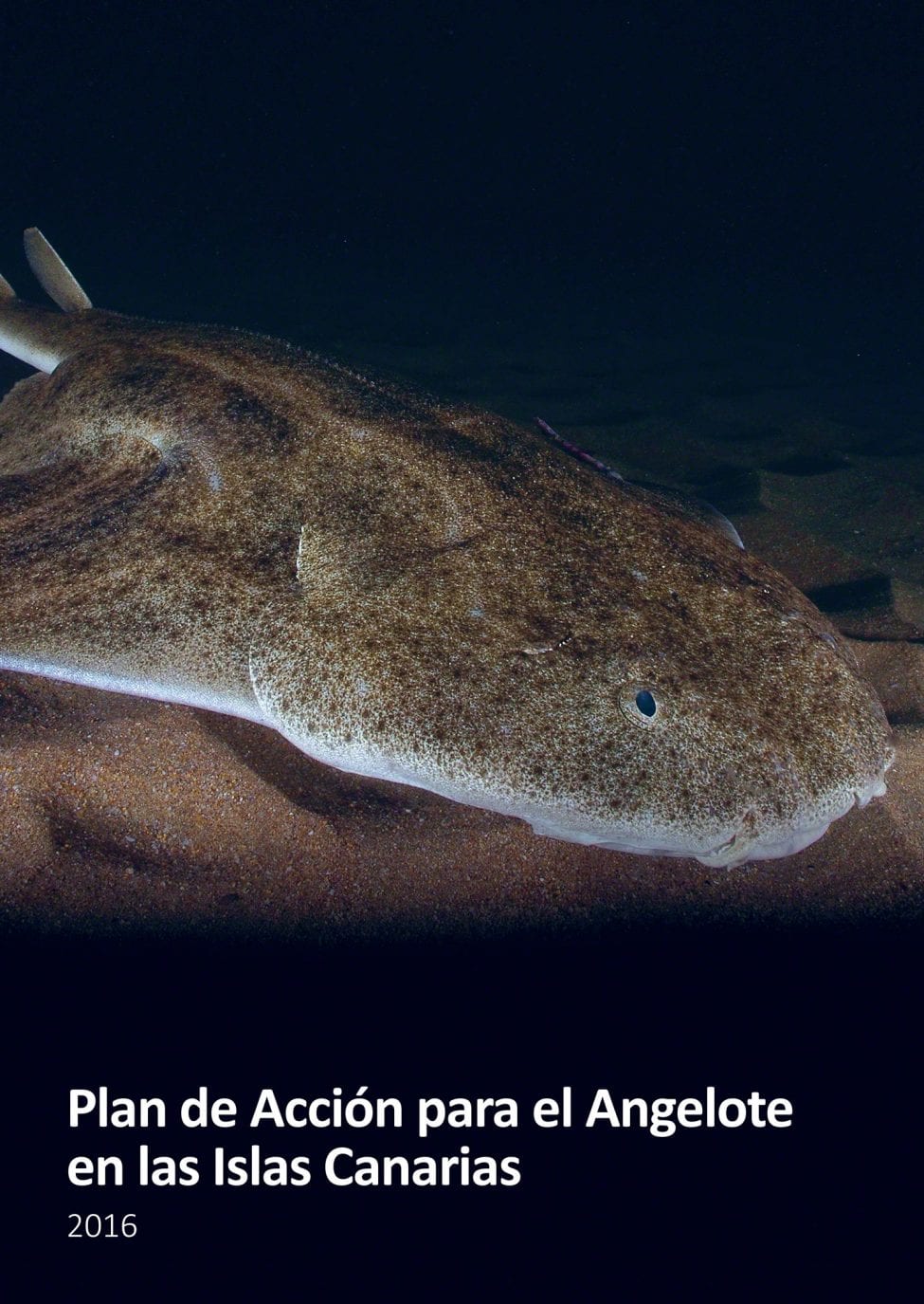 Secret Lives of Angelsharks | Save Our Seas Magazine
