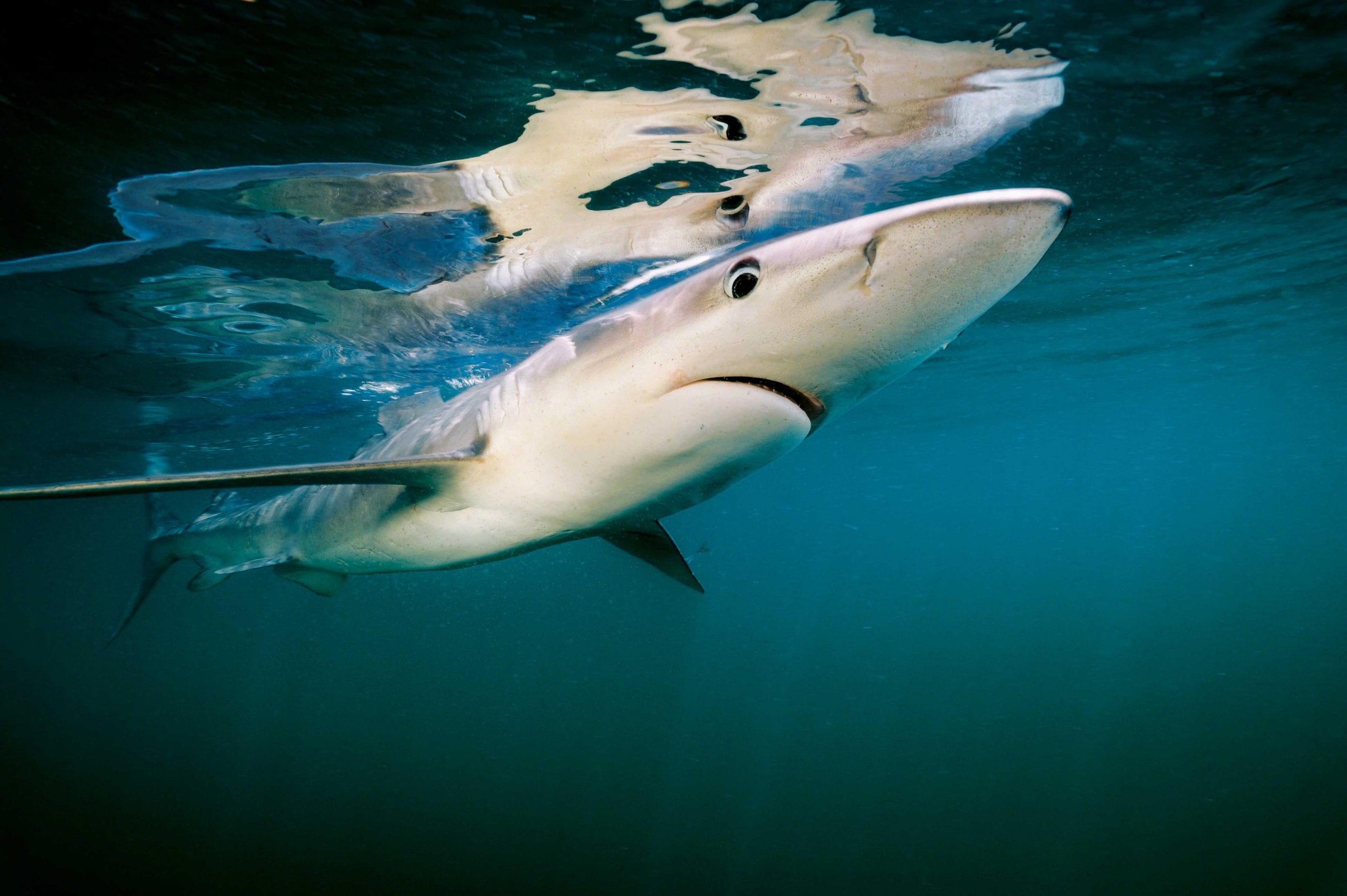 Tracking where sharks feed | Save Our Seas Magazine