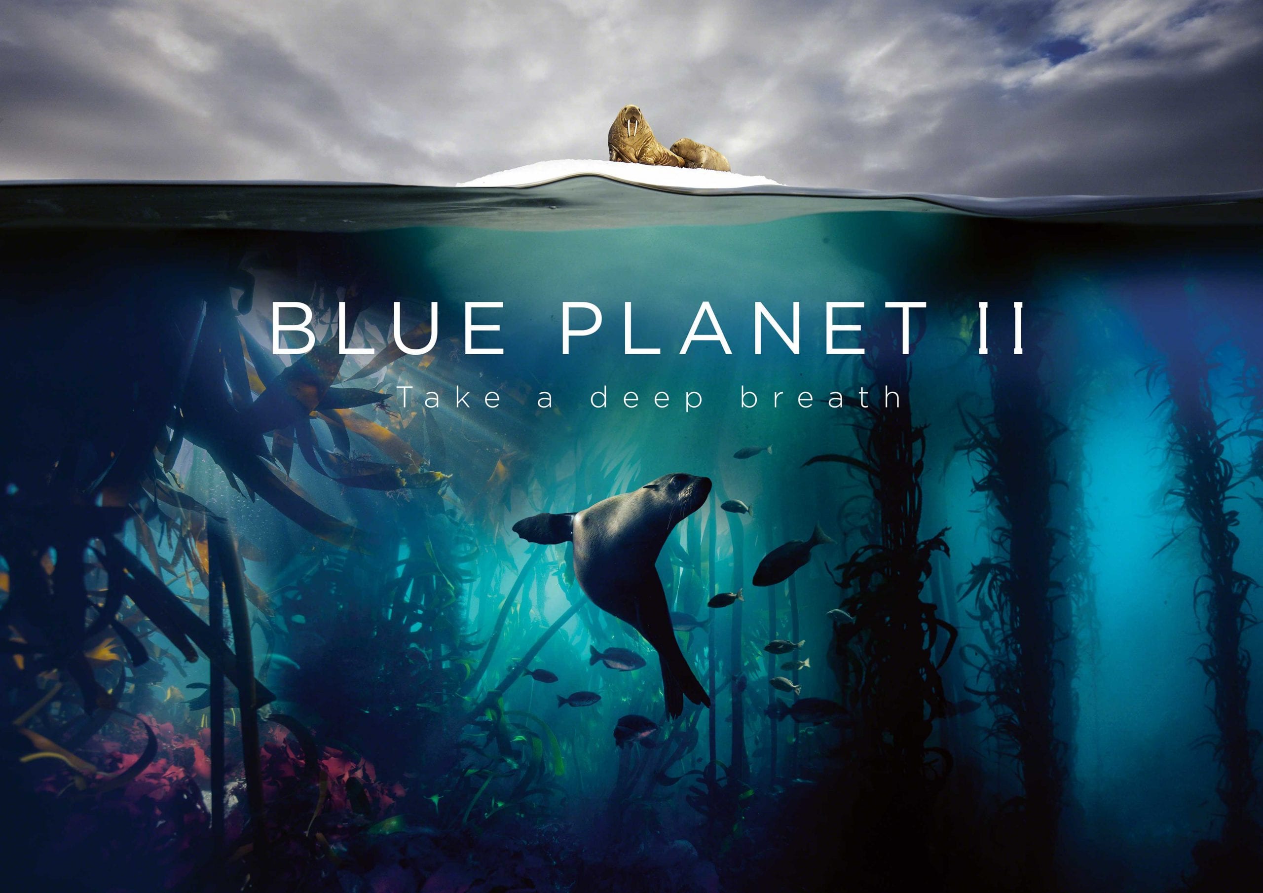 Blue Planet II wins hearts and minds | Save Our Seas Magazine