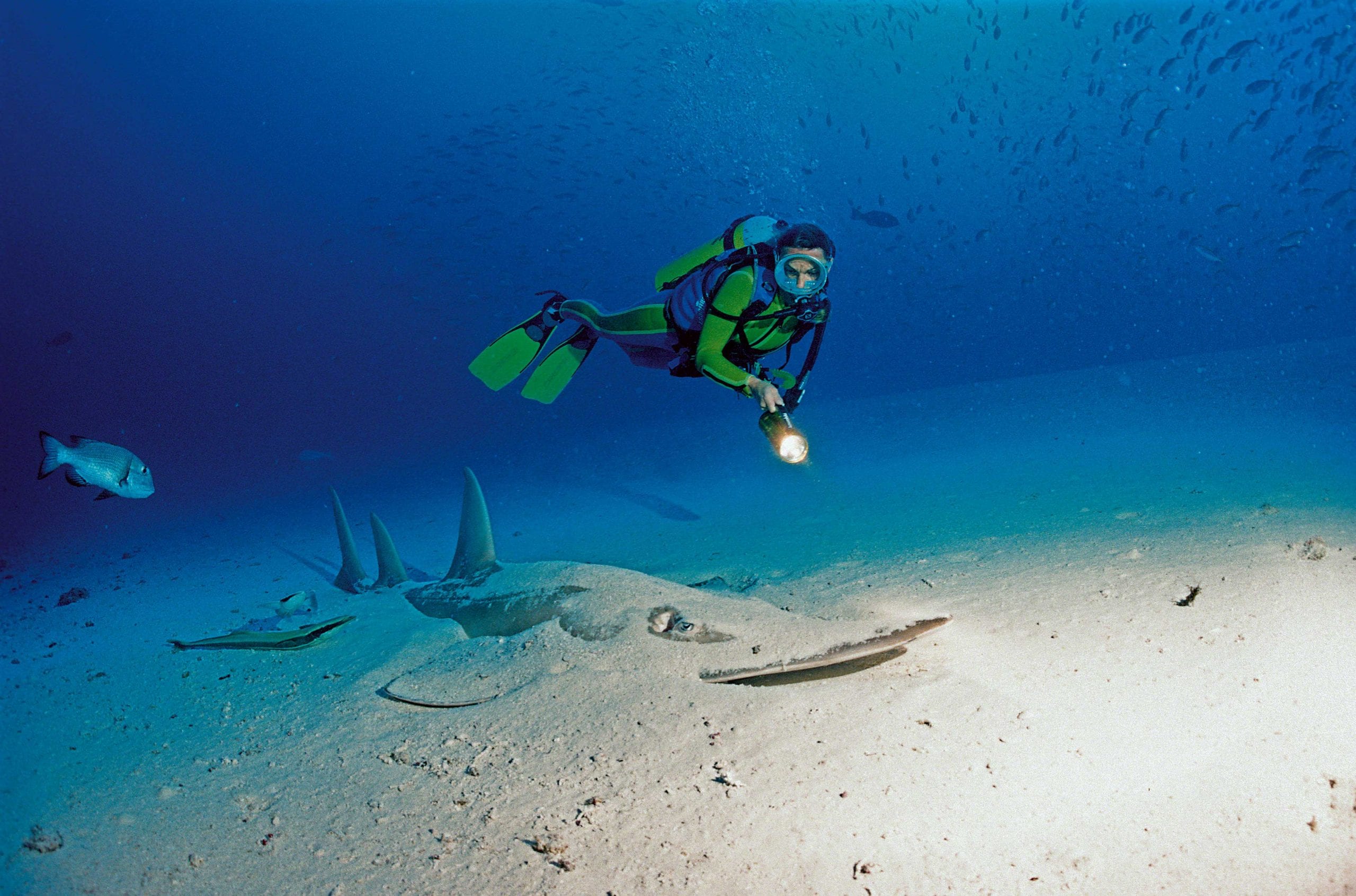 Conservation priorities refined | Save Our Seas Magazine