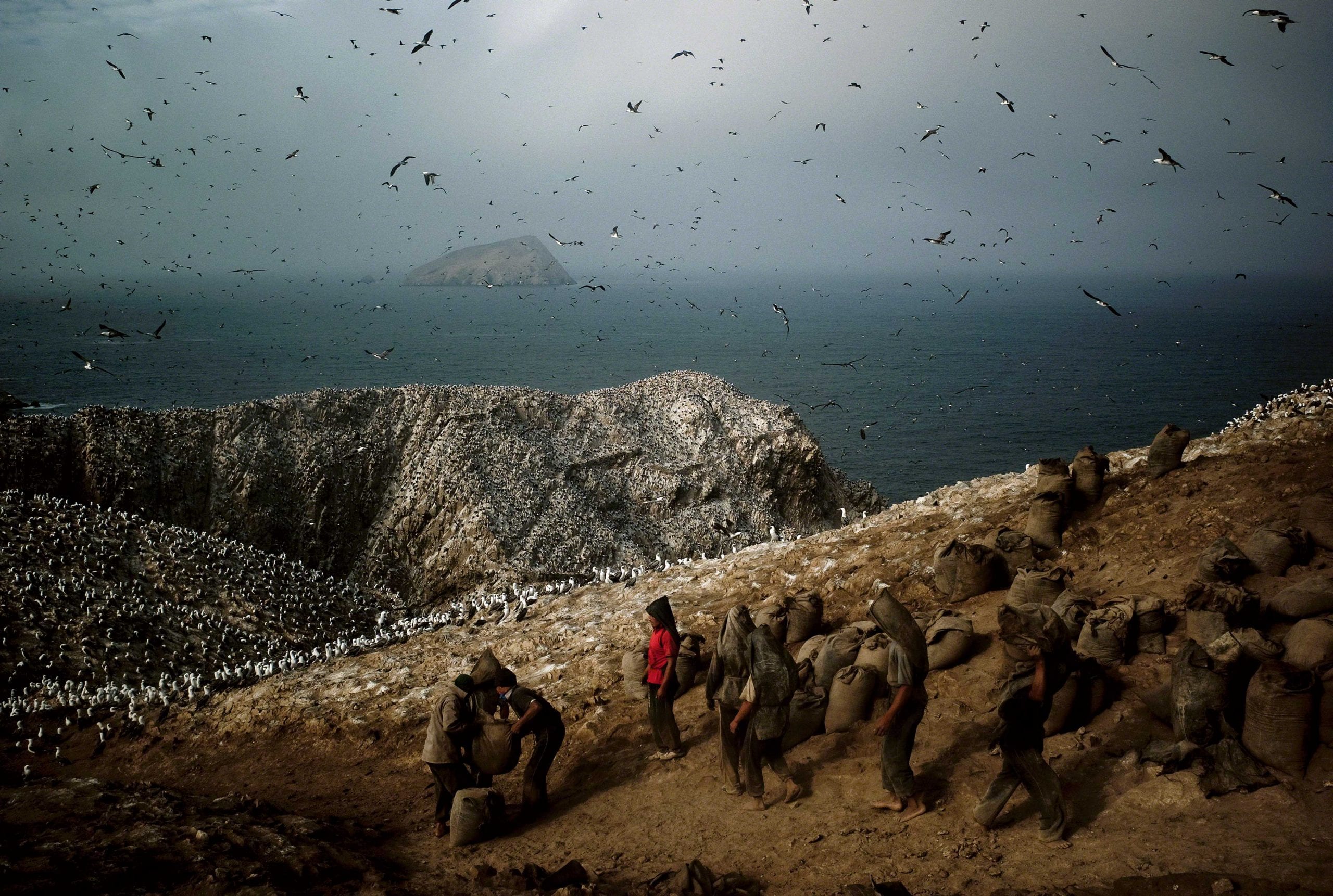 Guano: The bird's bounty | Save Our Seas Magazine